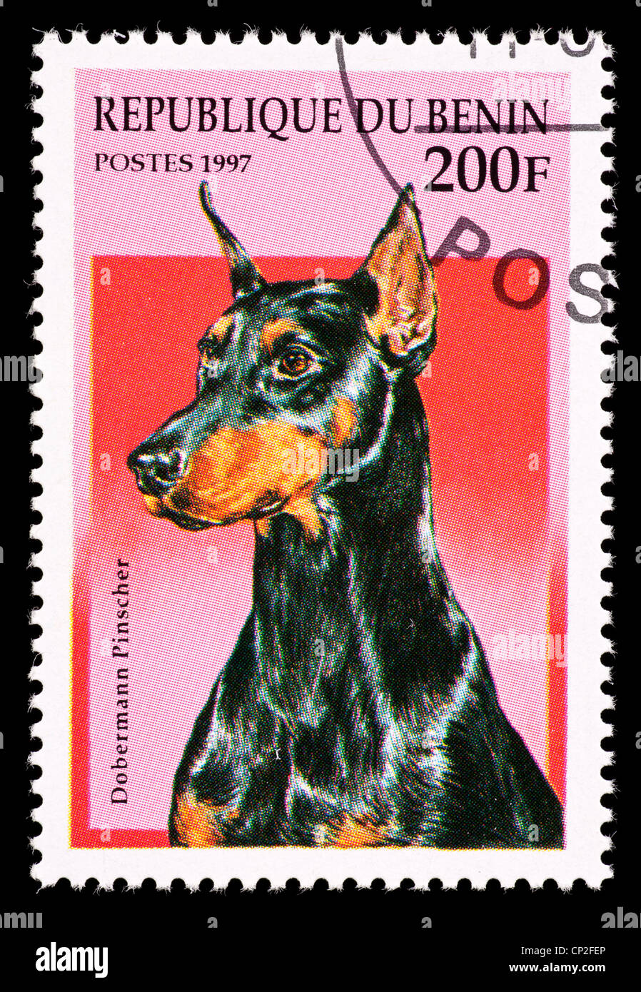 From pinscher hi-res stock photography and images - Alamy