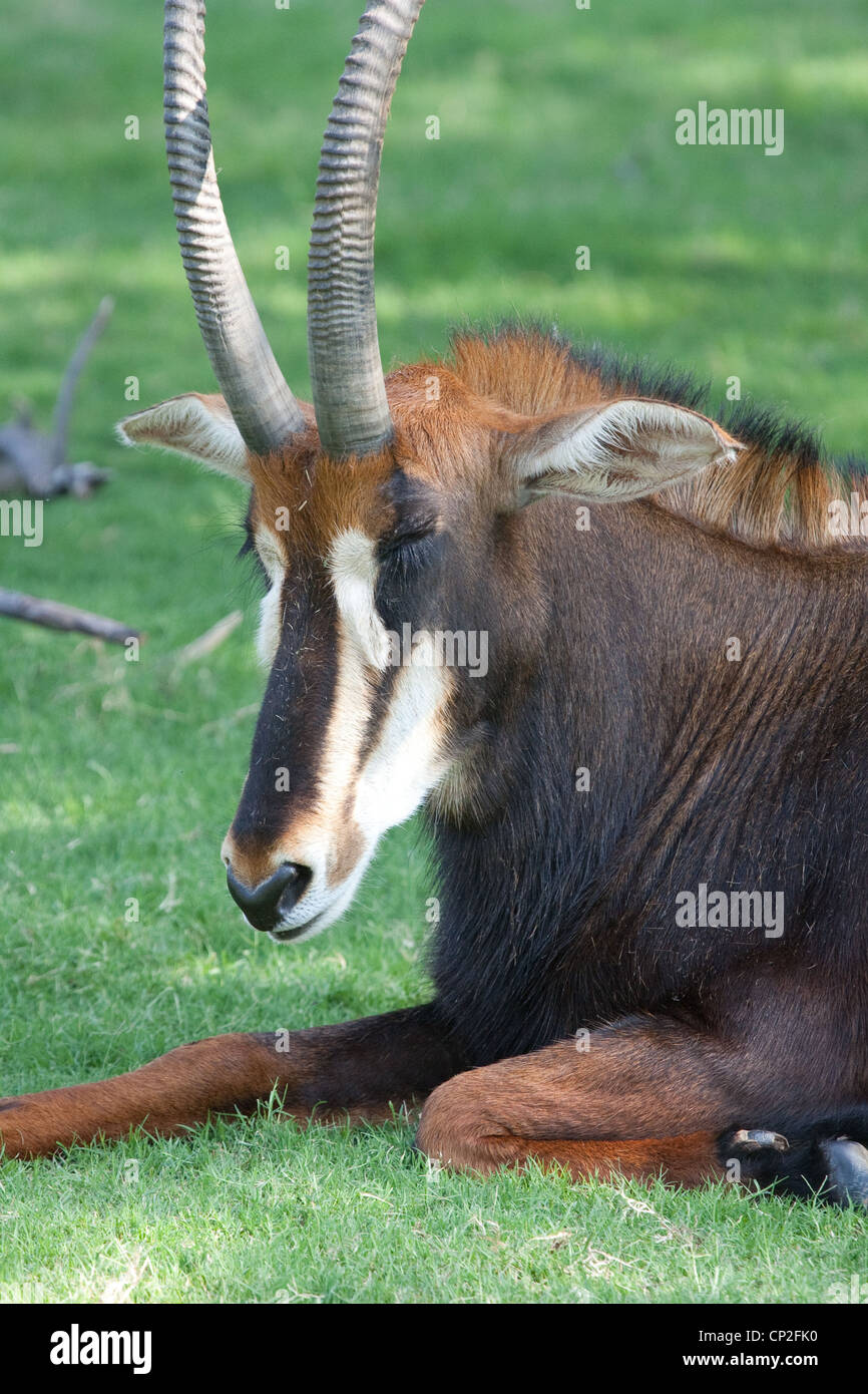 Africa Antelope Ears Sable Antelope Stock Photo - Alamy