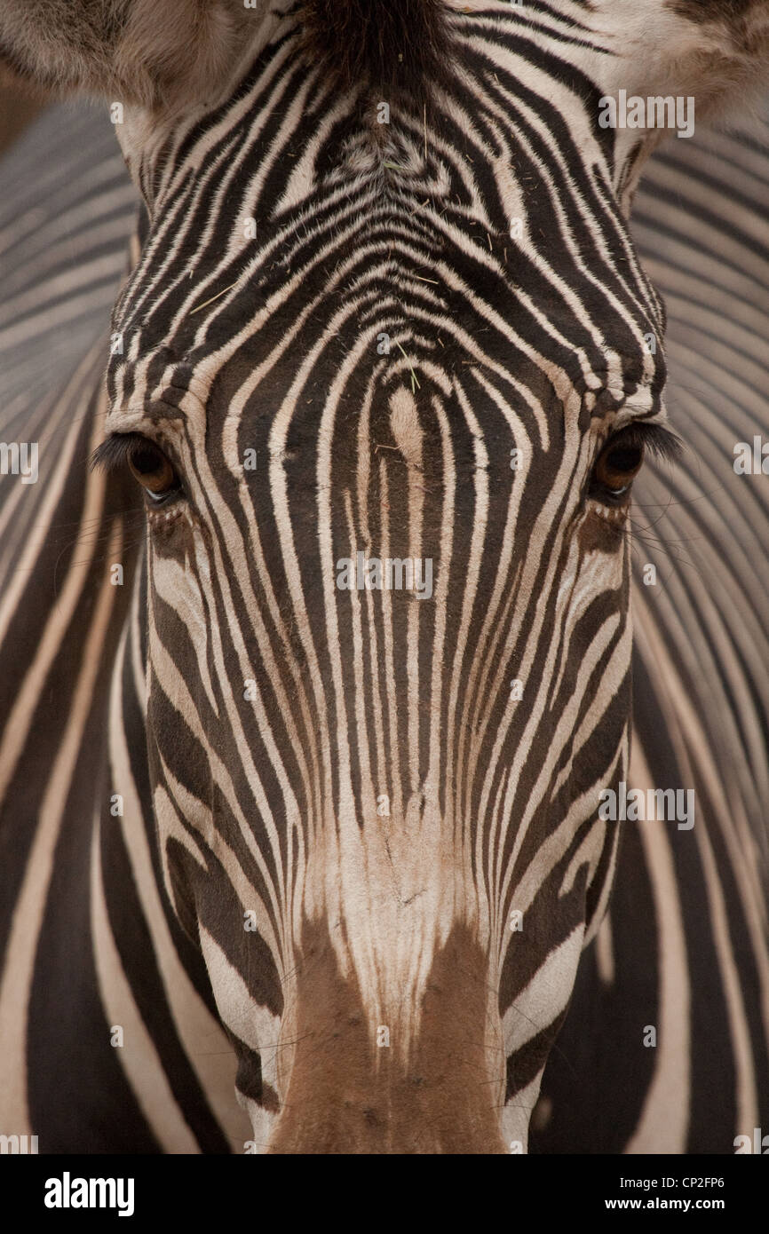 Stripes to hooves hi-res stock photography and images - Alamy
