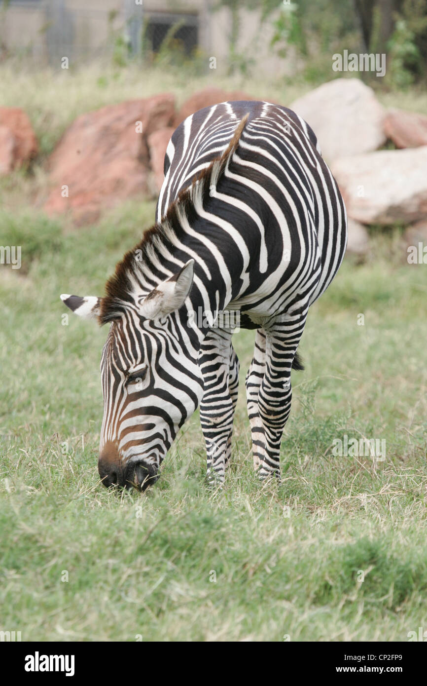 Africa Hooves Stripes Zebra Stock Photo - Alamy