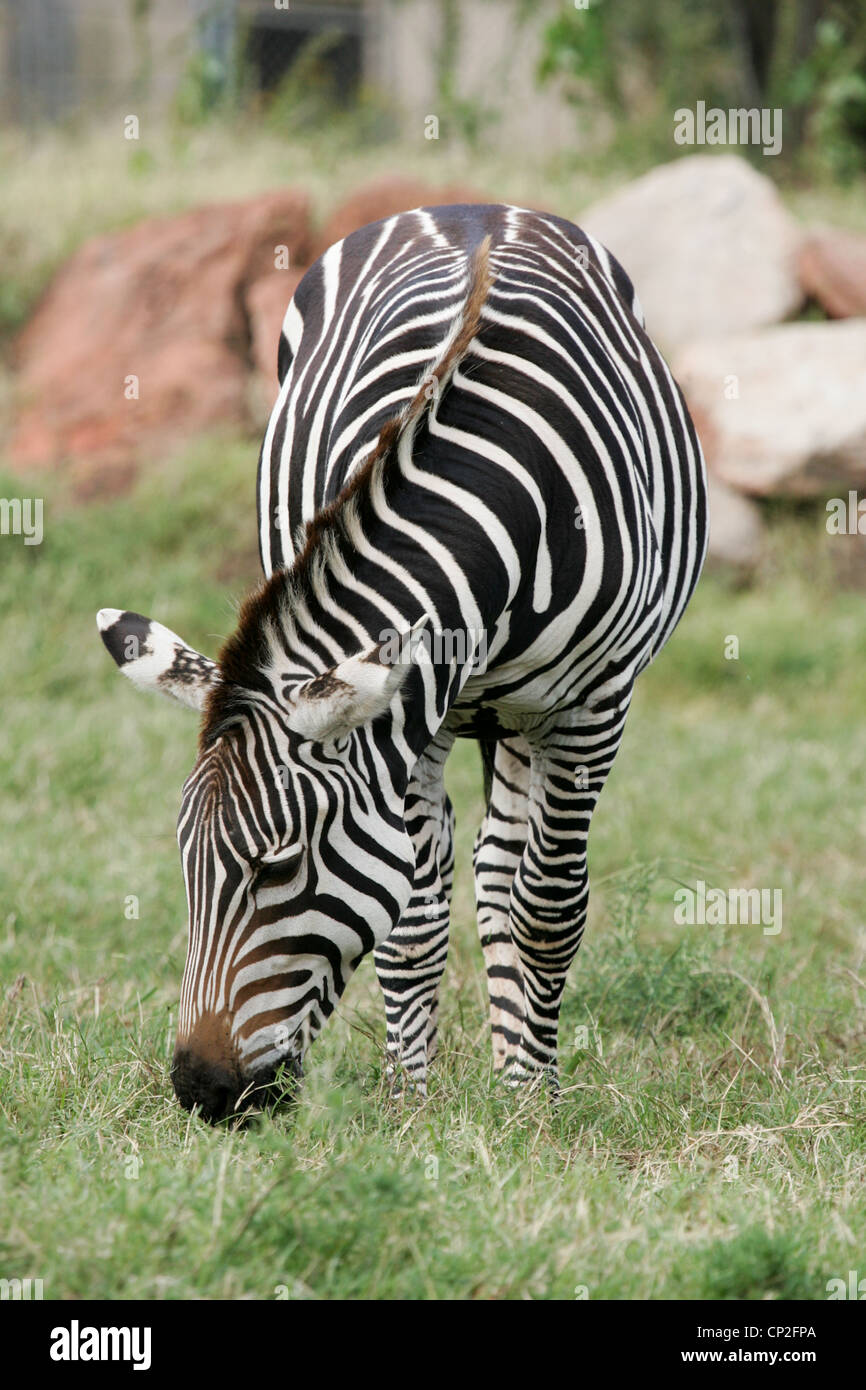 Zebra hooves hi-res stock photography and images - Alamy