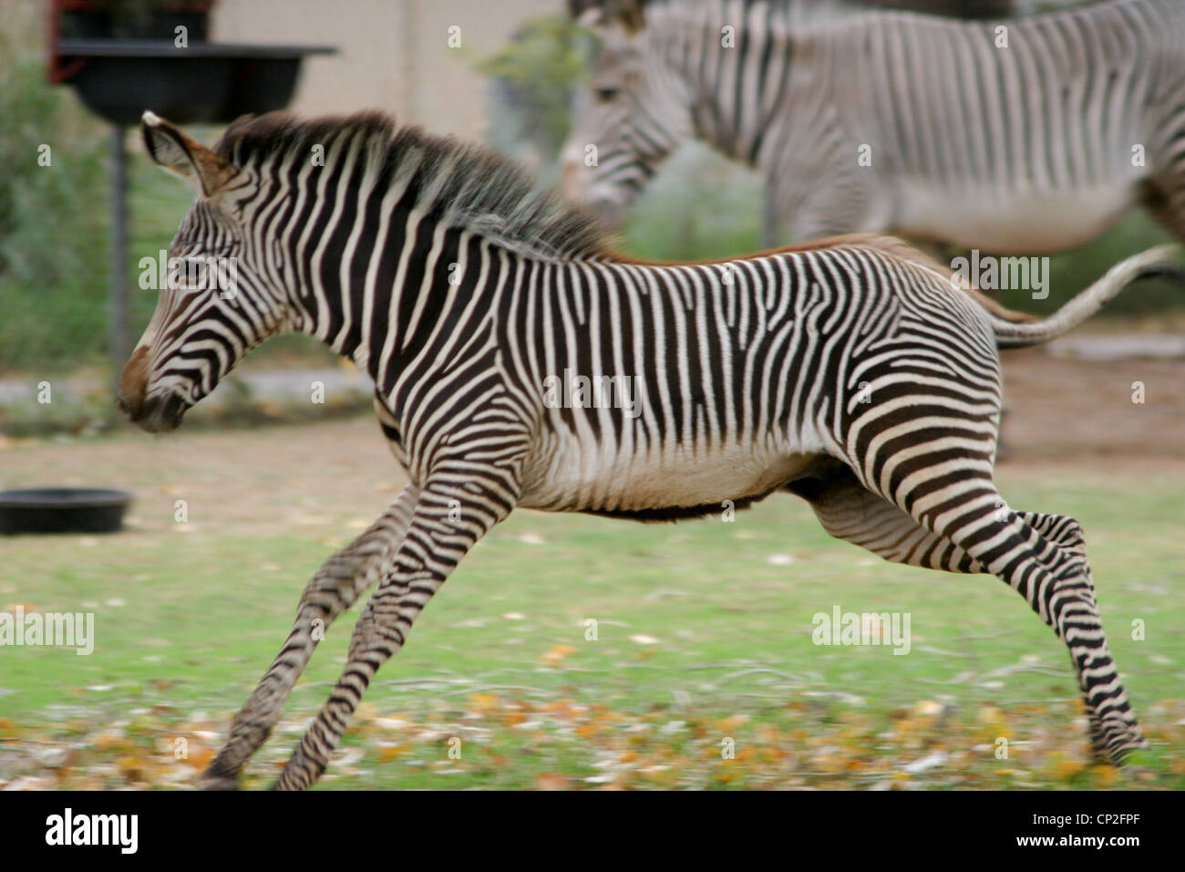 Africa Hooves Stripes Zebra Stock Photo - Alamy