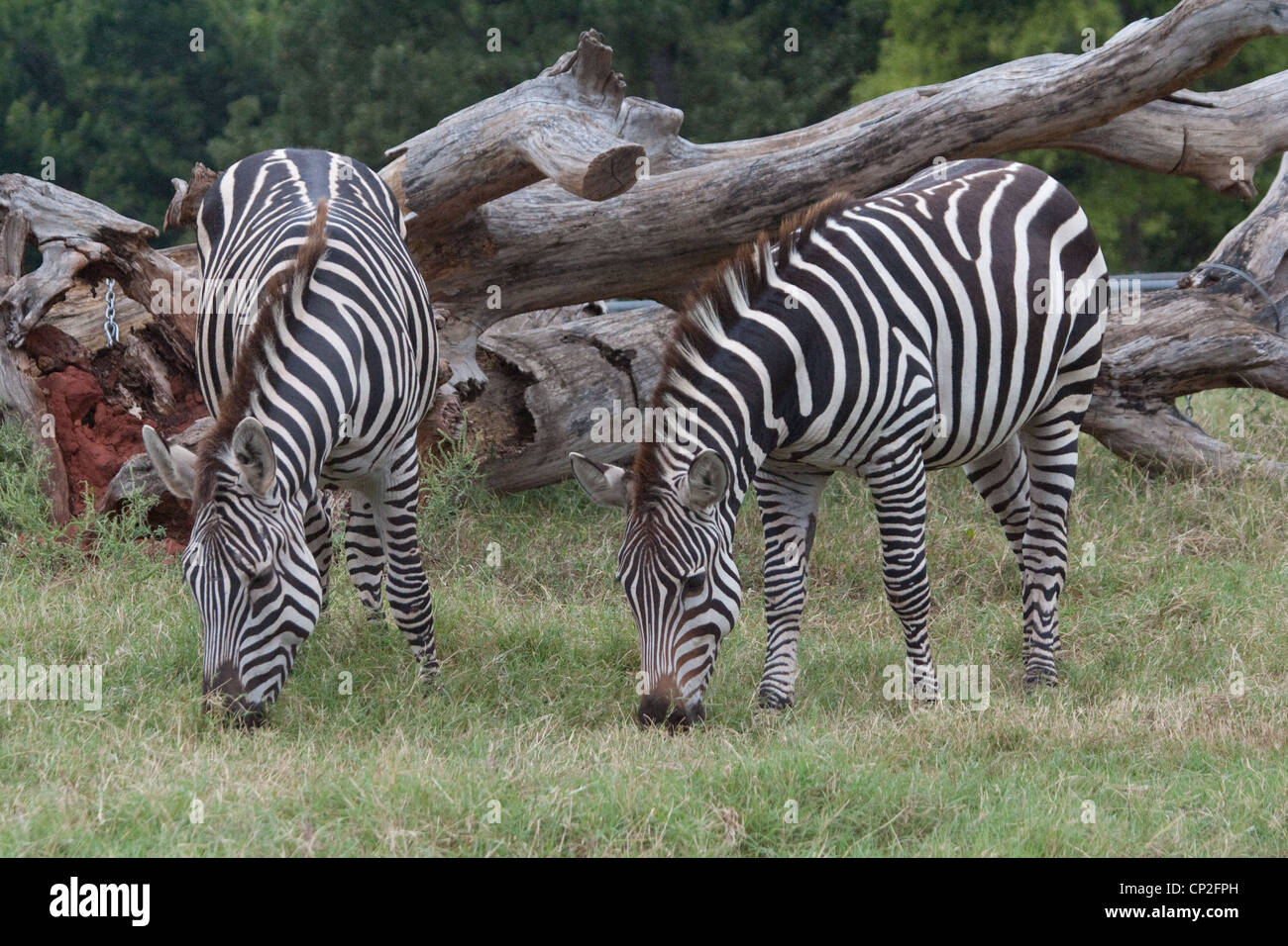 Africa Hooves Stripes Zebra Stock Photo - Alamy