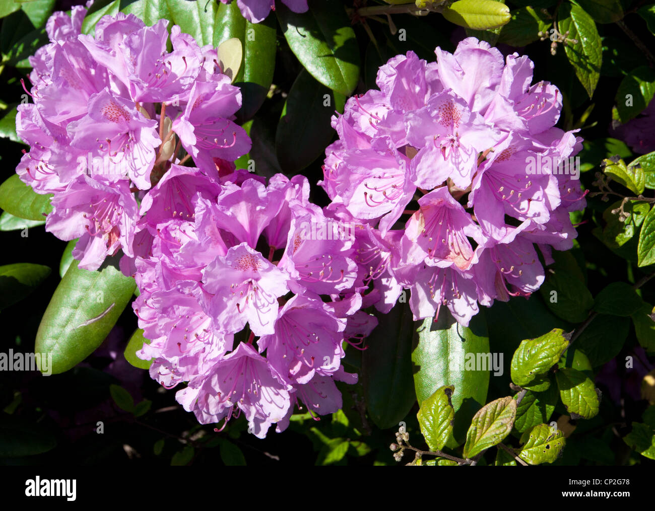 A picture of three pink flowers in blossom Stock Photo - Alamy