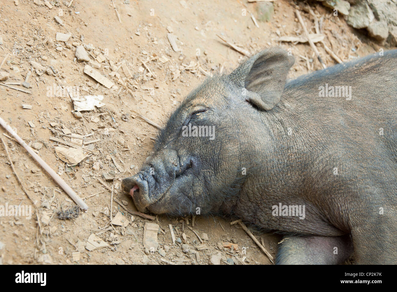 Black sleeping pig hi-res stock photography and images - Alamy