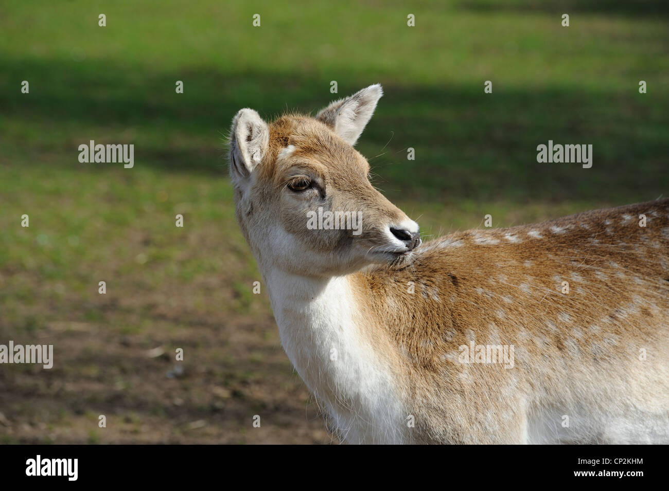 fallow deer at the white post farm nottinghamshire england uk Stock ...