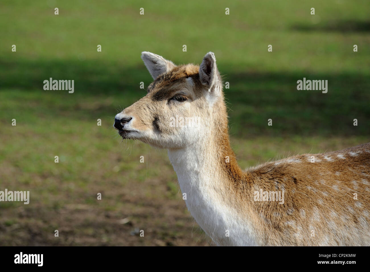 fallow deer at the white post farm nottinghamshire england uk Stock ...