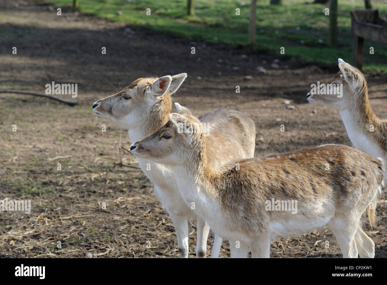 Fallow farm hi-res stock photography and images - Alamy
