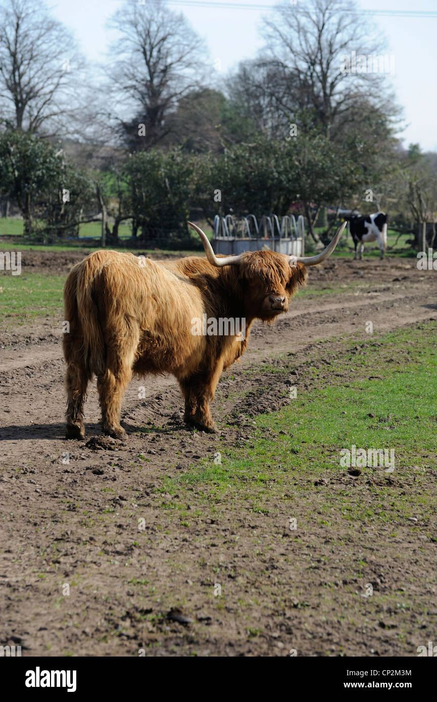 Cow looking round hi-res stock photography and images - Alamy