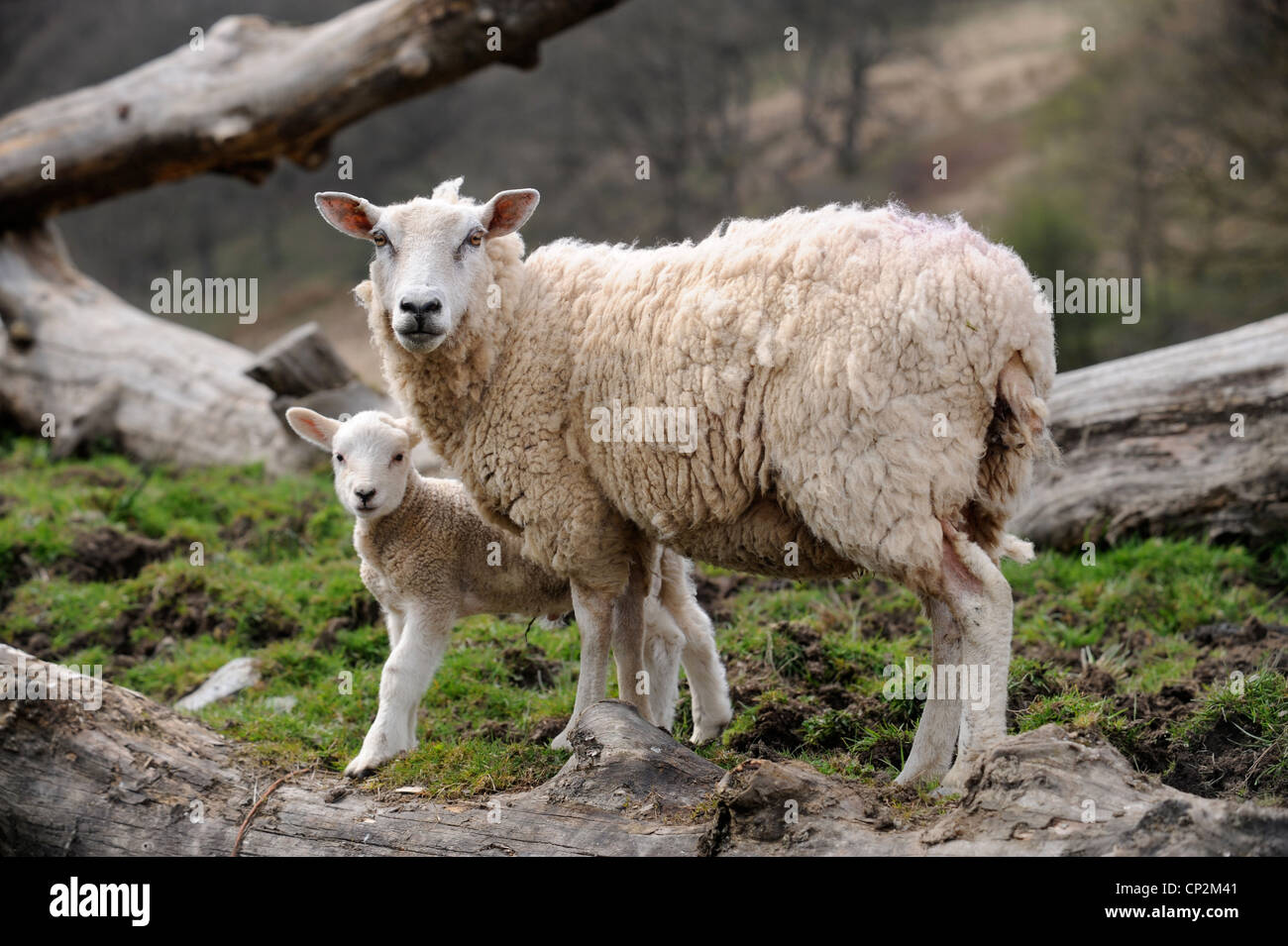 Wooly sheep uk spring hi-res stock photography and images - Alamy