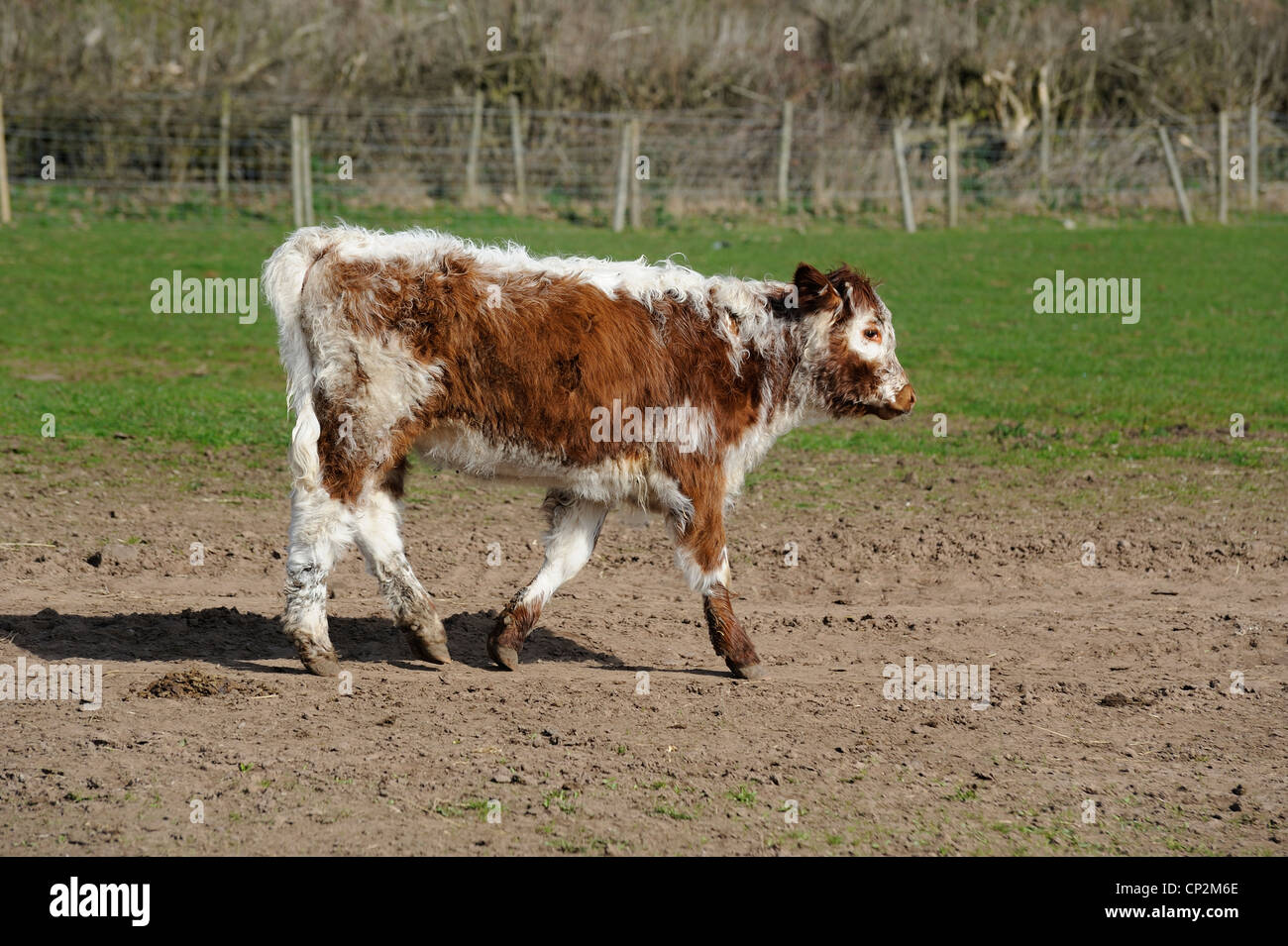 cow walking left to right white post farm nottinghamshire england uk ...