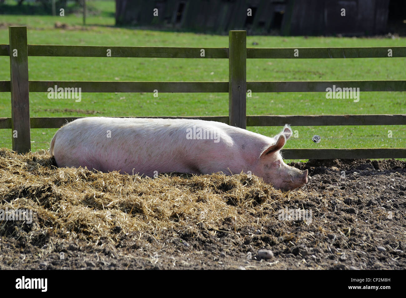 a pig laying down on straw in a fenced area. white post farm ...