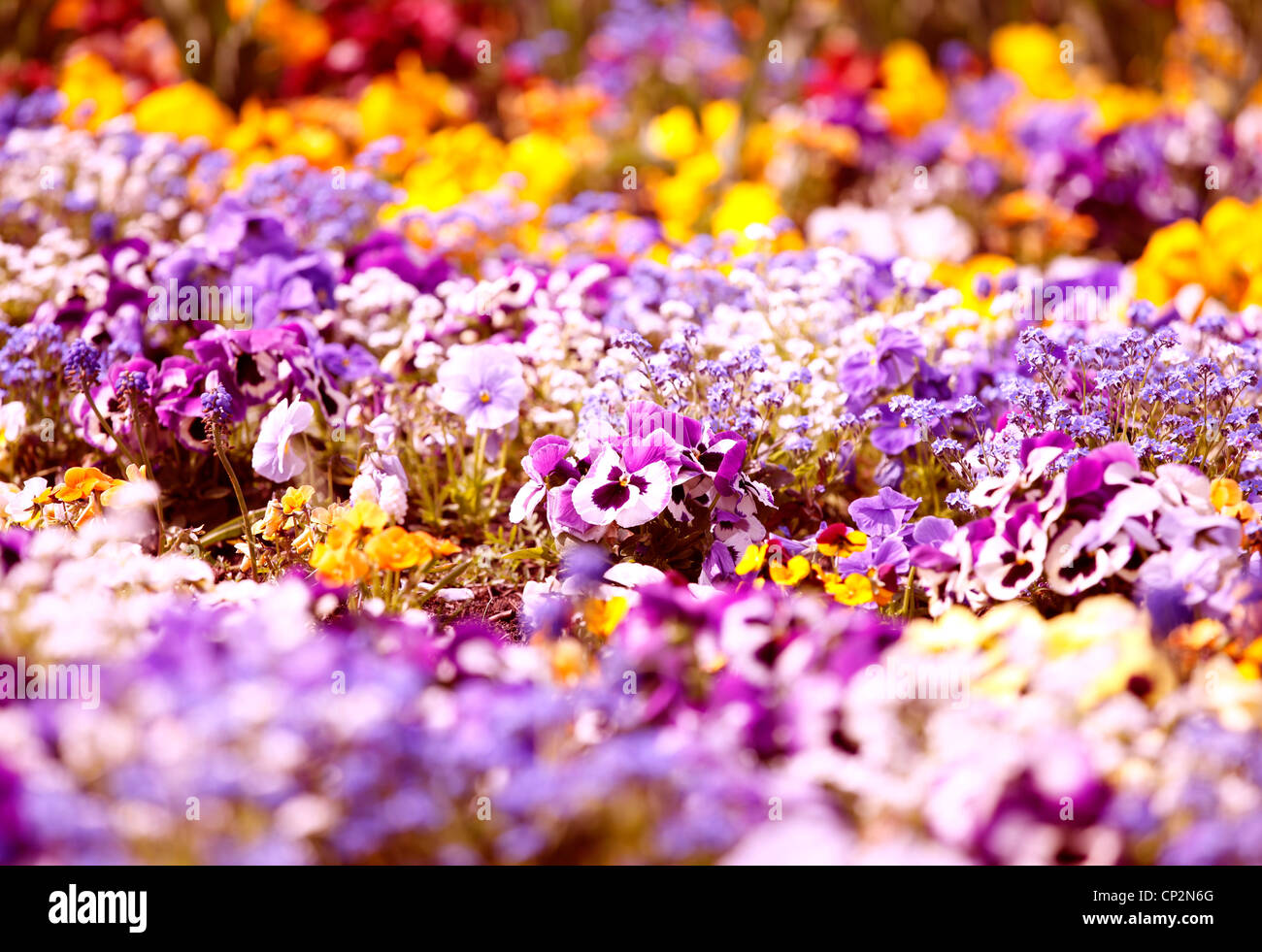 Blumenwiese spring hi-res stock photography and images - Alamy