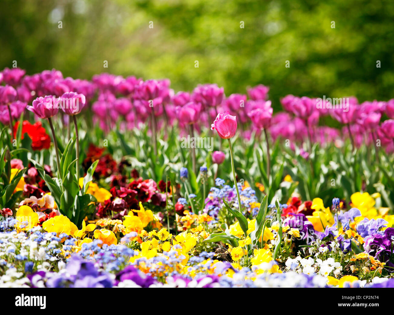 Multi colored flowers hi-res stock photography and images - Alamy