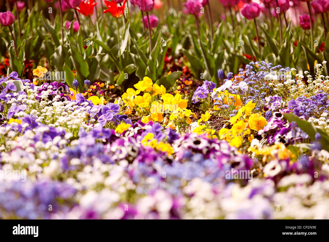 Multi colored flowers hi-res stock photography and images - Alamy