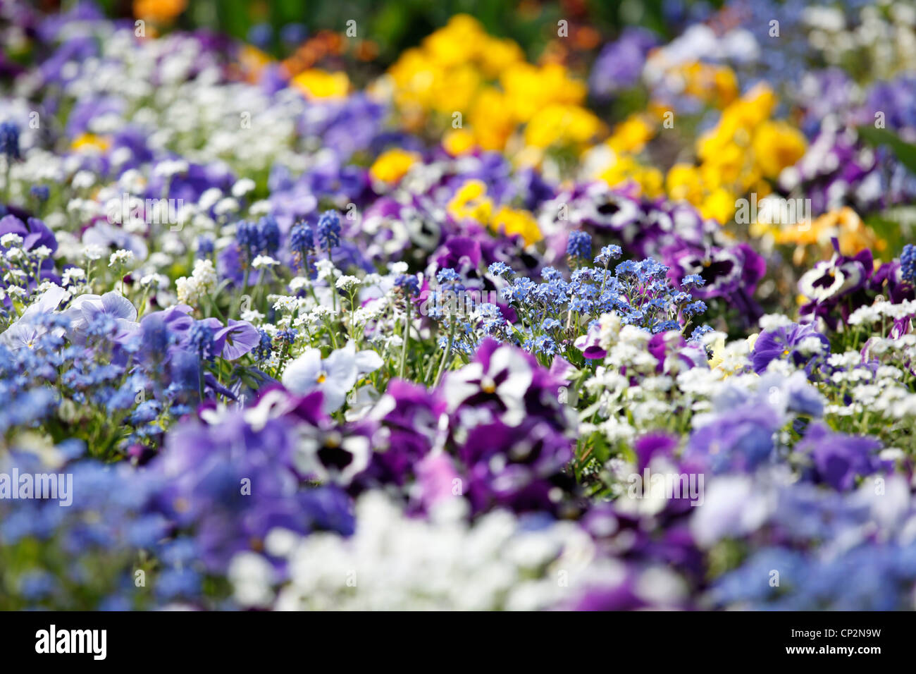 Blumenwiese spring hi-res stock photography and images - Alamy
