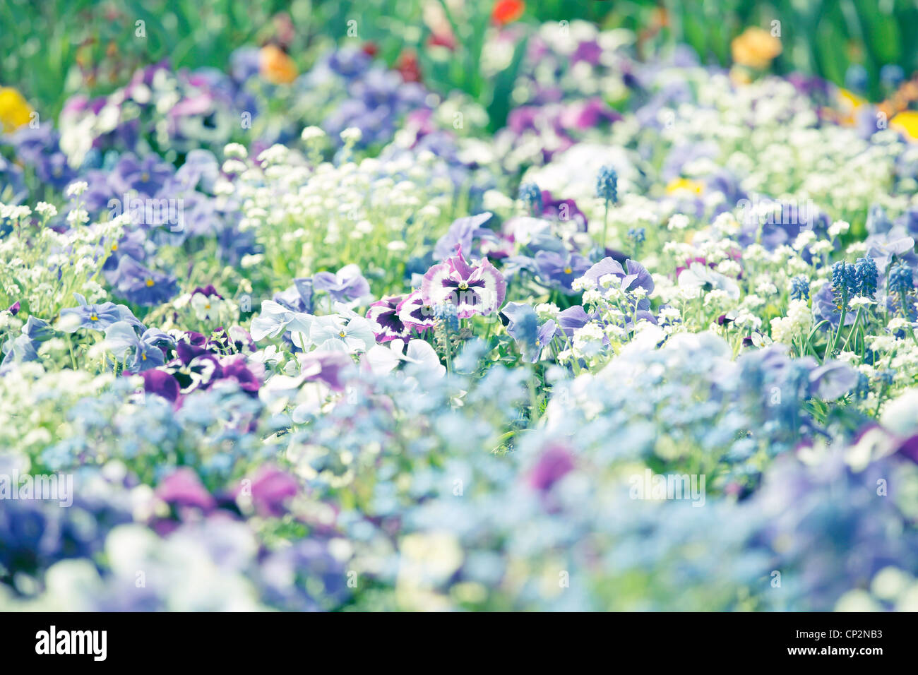 Bed of multi colored flowers in spring Stock Photo - Alamy