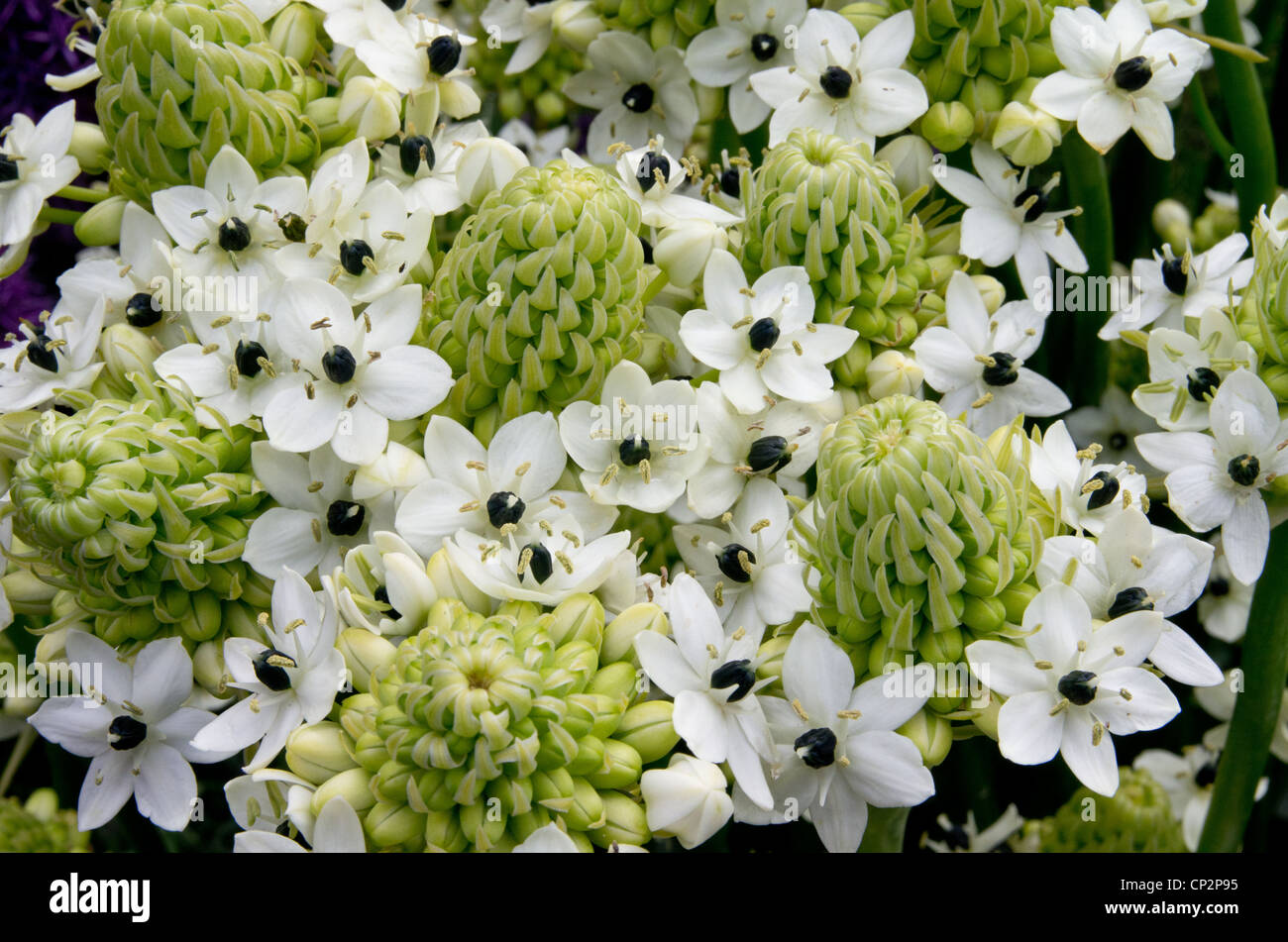 Ornithogalum Saundersiae