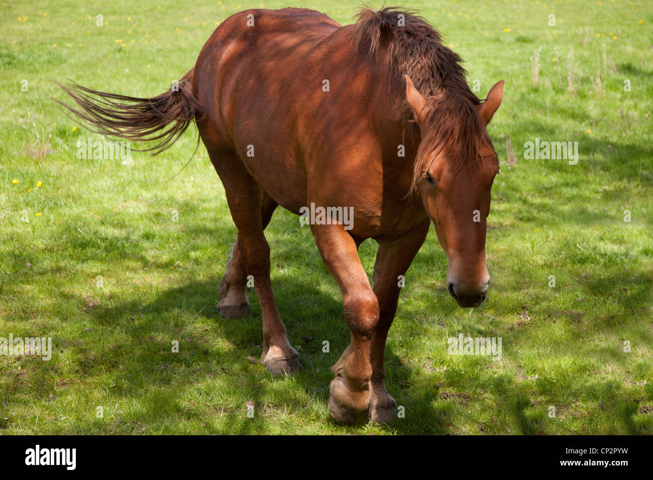 Close up of a British Suffolk Punch shire horse Stock Photo - Alamy