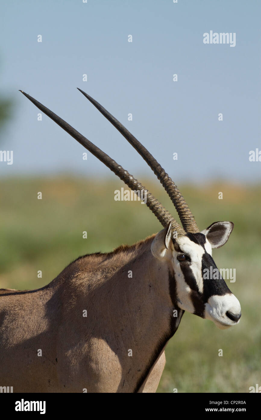 Gemsbok male (oryx) portrait Stock Photo - Alamy