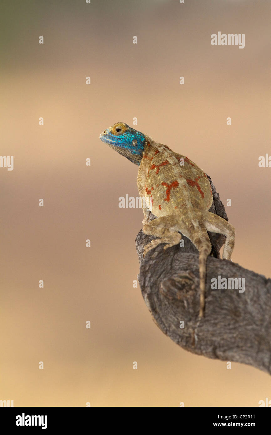 Aculeata hi-res stock photography and images - Alamy