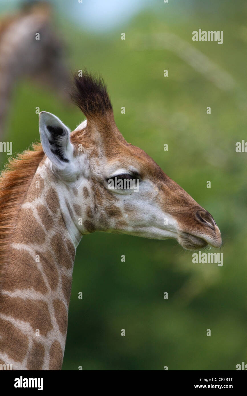 Portrait of a baby giraffe Stock Photo - Alamy