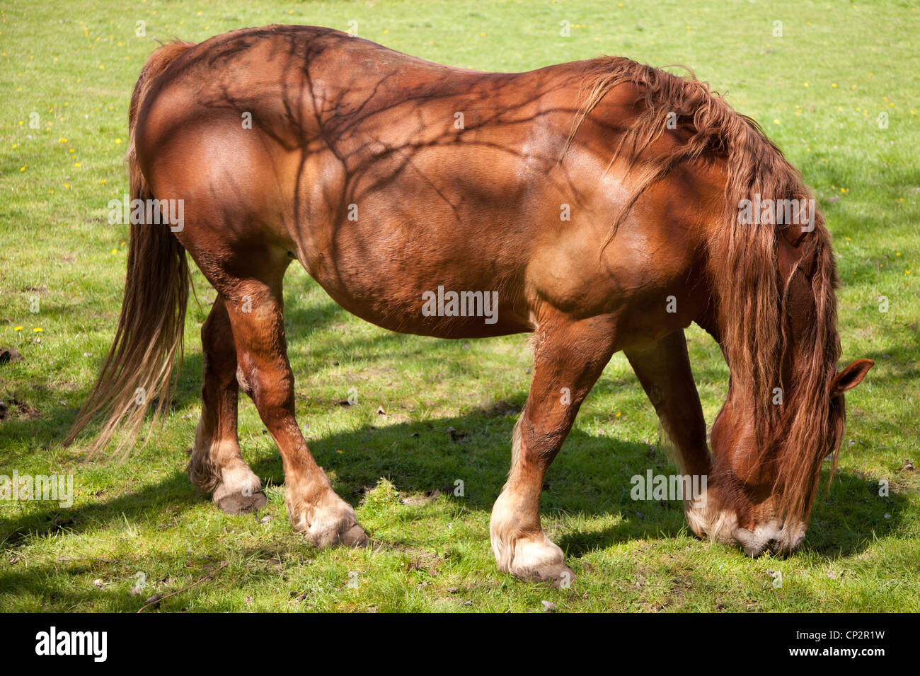 Close up of a British Suffolk Punch shire horse grazing Stock Photo - Alamy