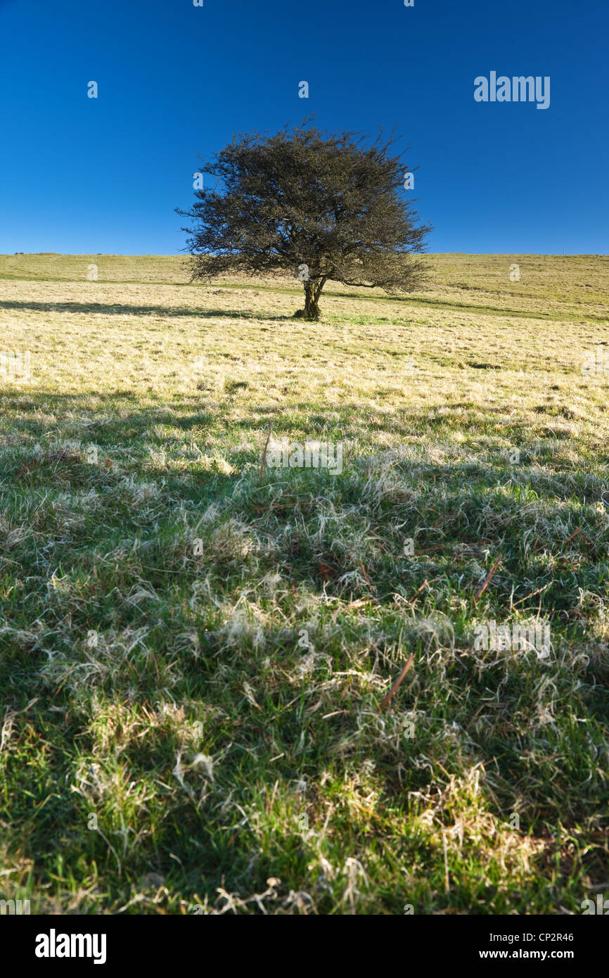 Lone hawthorn tree hi-res stock photography and images - Alamy