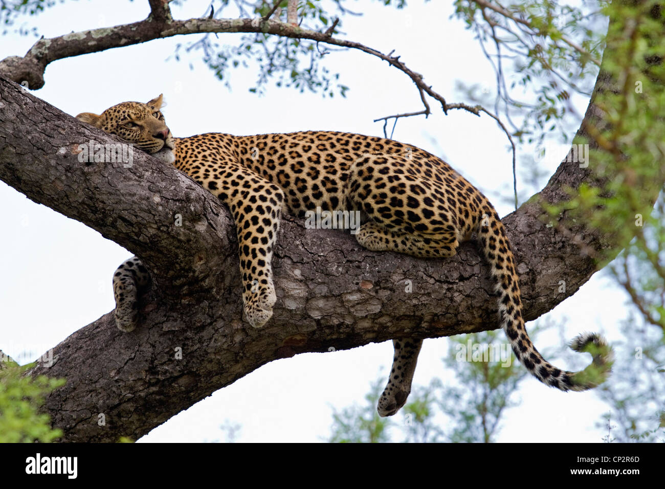 A male leopard sleeping comfortably on a large branch Stock Photo - Alamy