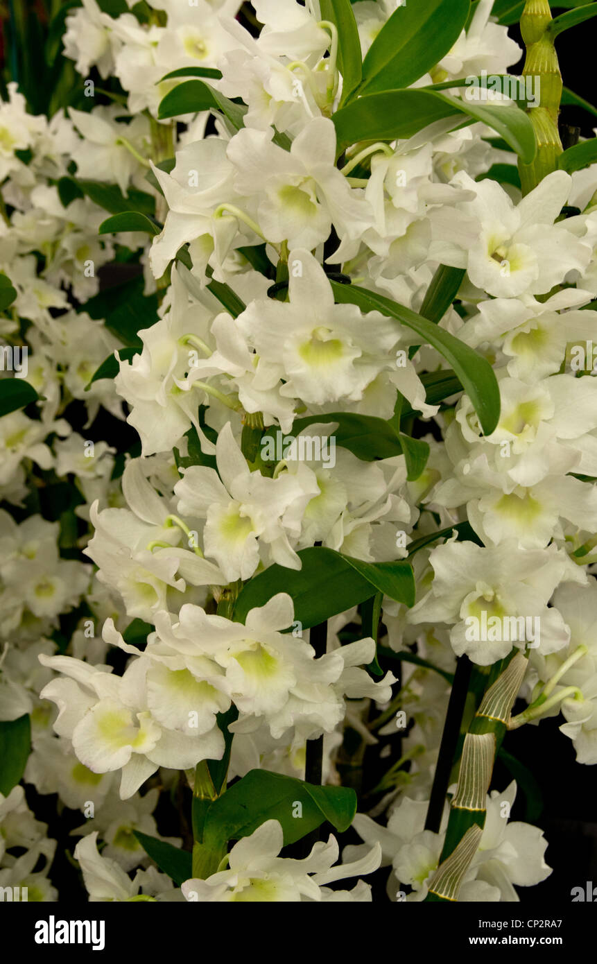 Orchid dendrobium nobile hi-res stock photography and images - Alamy
