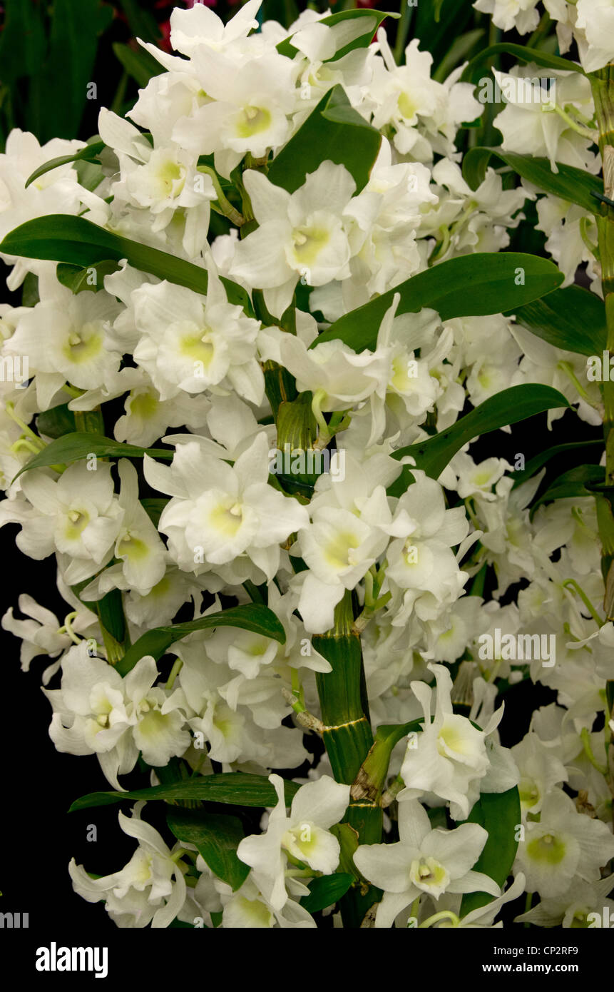 Dendrobium Spring Dream Stock Photo - Alamy
