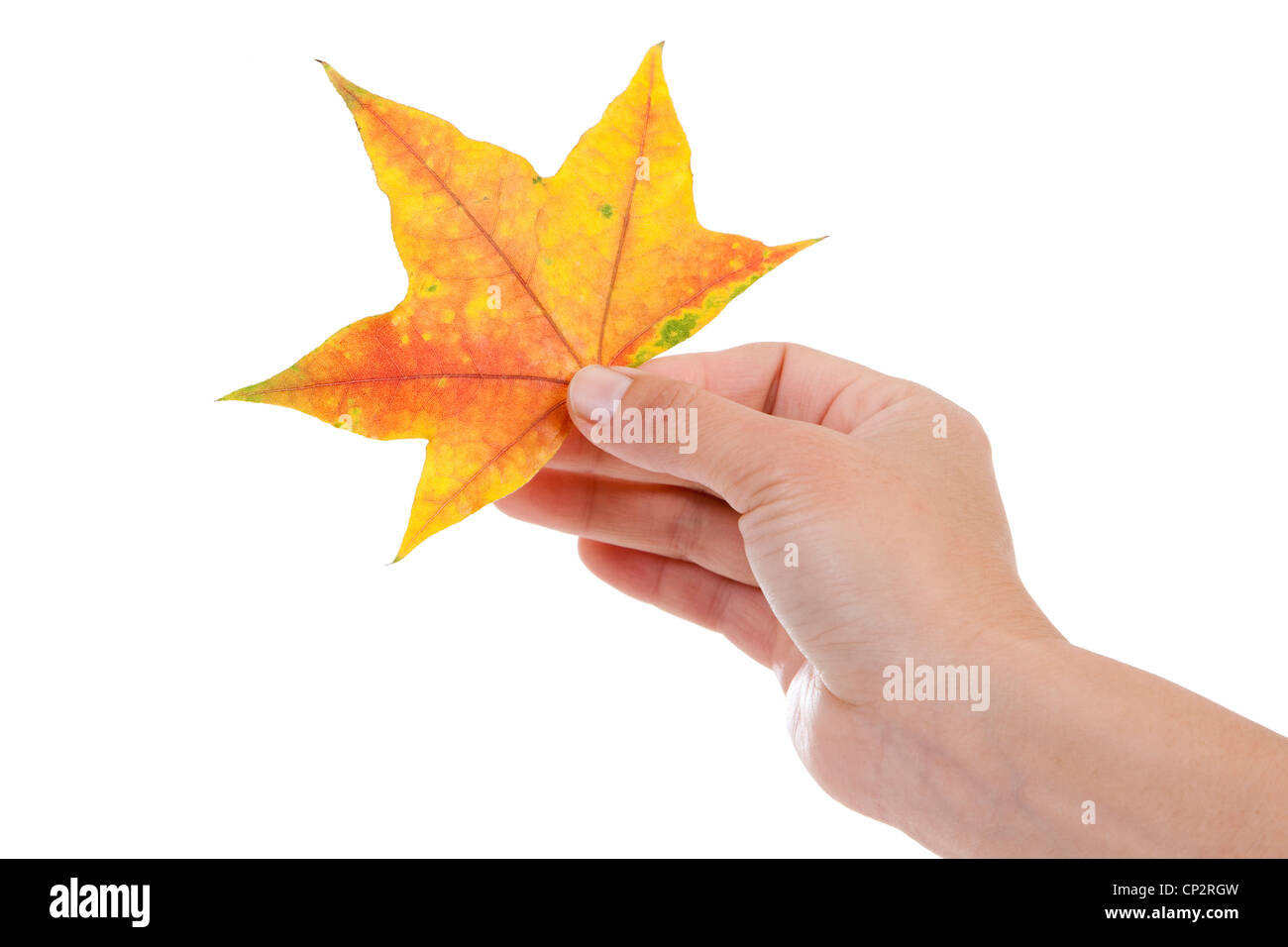 Maple leaf in hand Stock Photo - Alamy