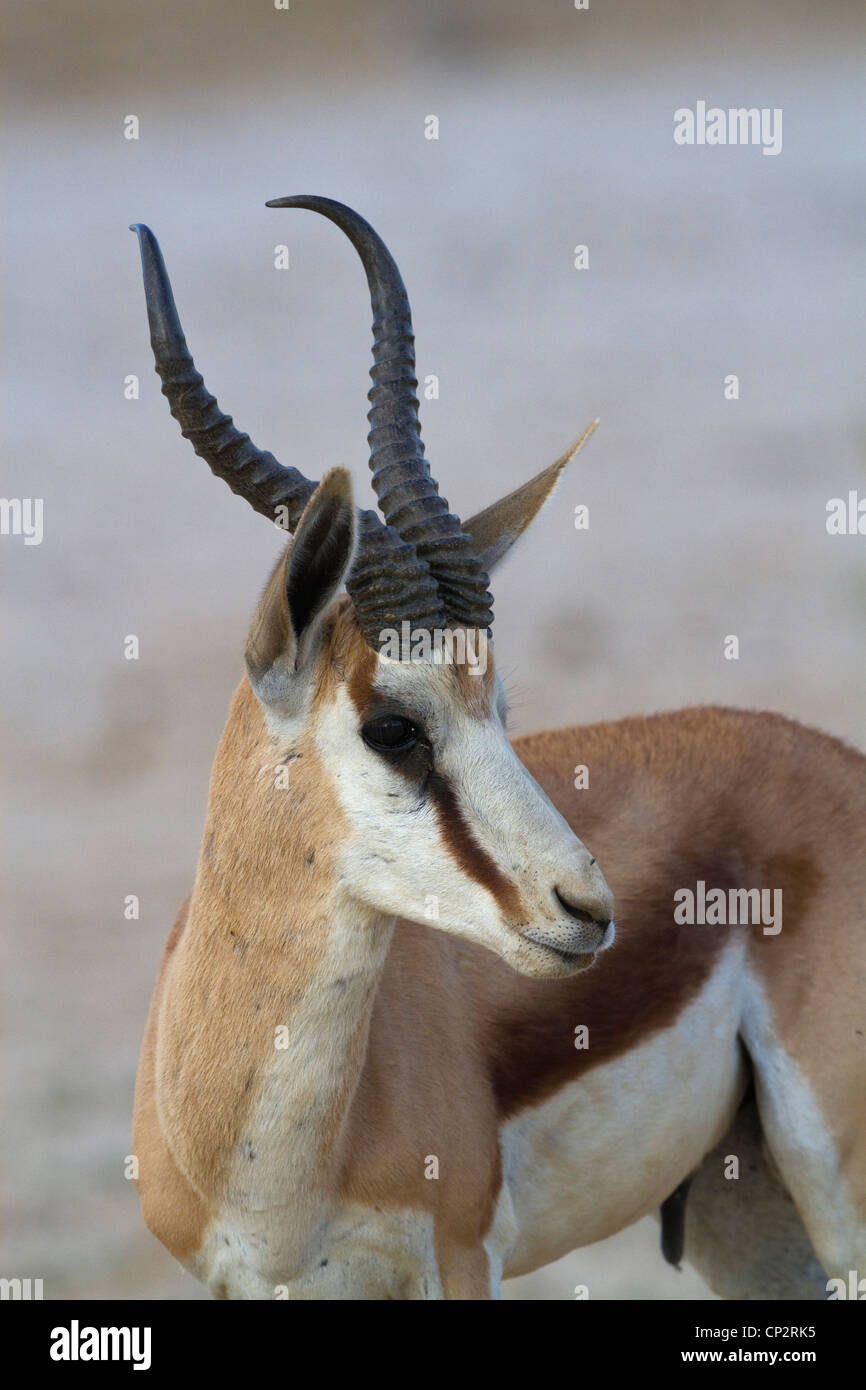 Springbok head hi-res stock photography and images - Alamy