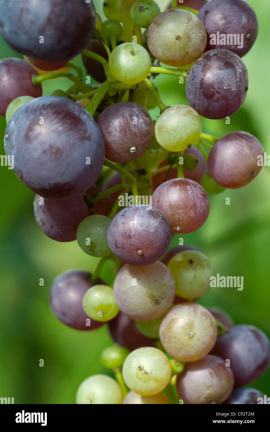 Grapes, the variety Flame, ripening on the vine inside a greenhouse ...