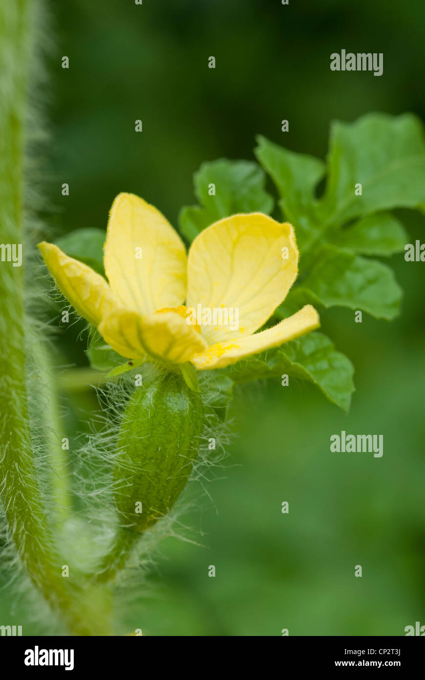 Melon flowers hi-res stock photography and images - Alamy