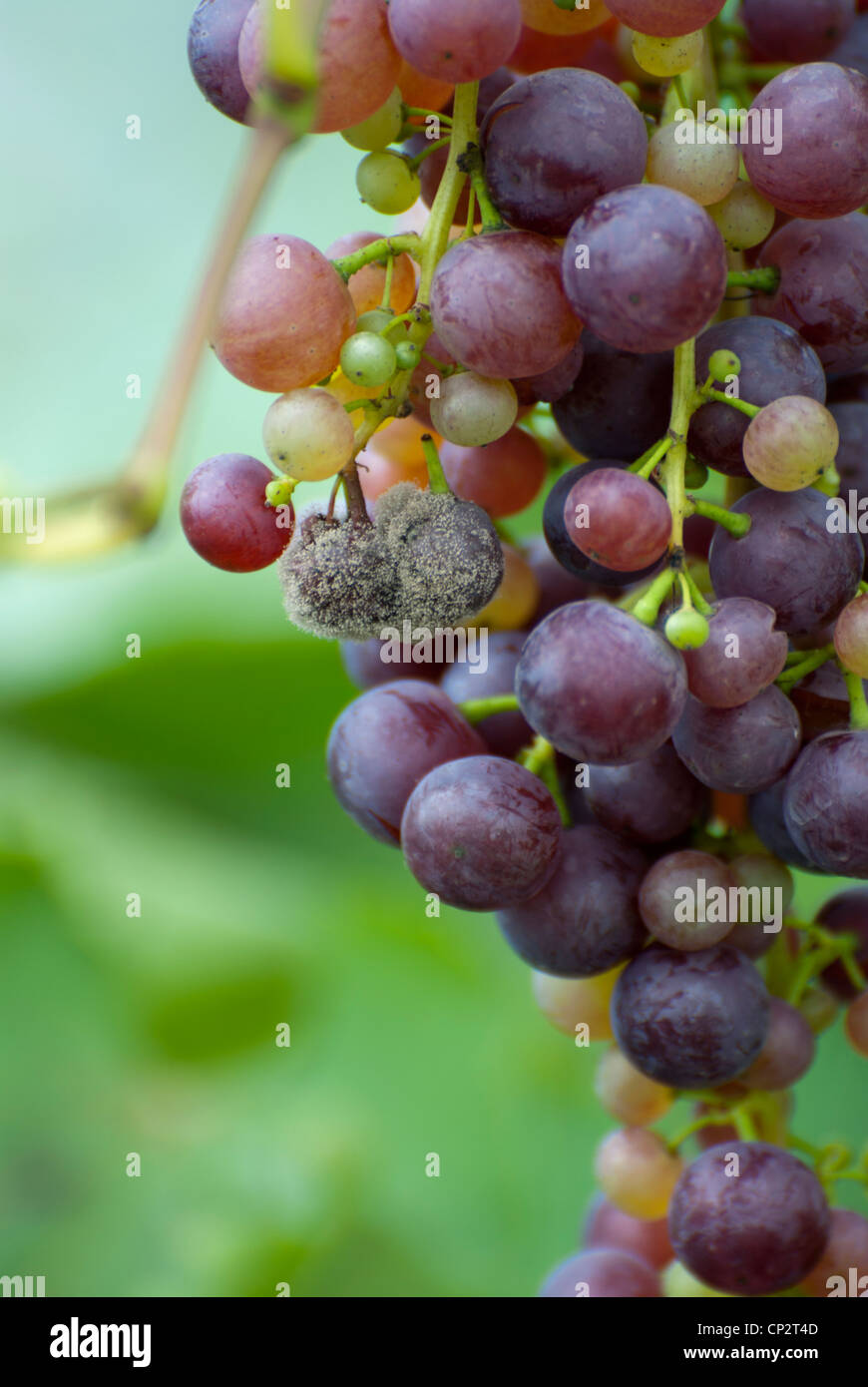 Flame variety grapes hi-res stock photography and images - Alamy