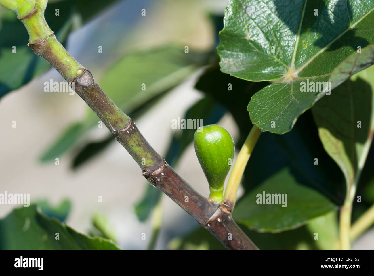 Common fig (Ficus carica) variety 'Brown Turkey' Stock Photo - Alamy