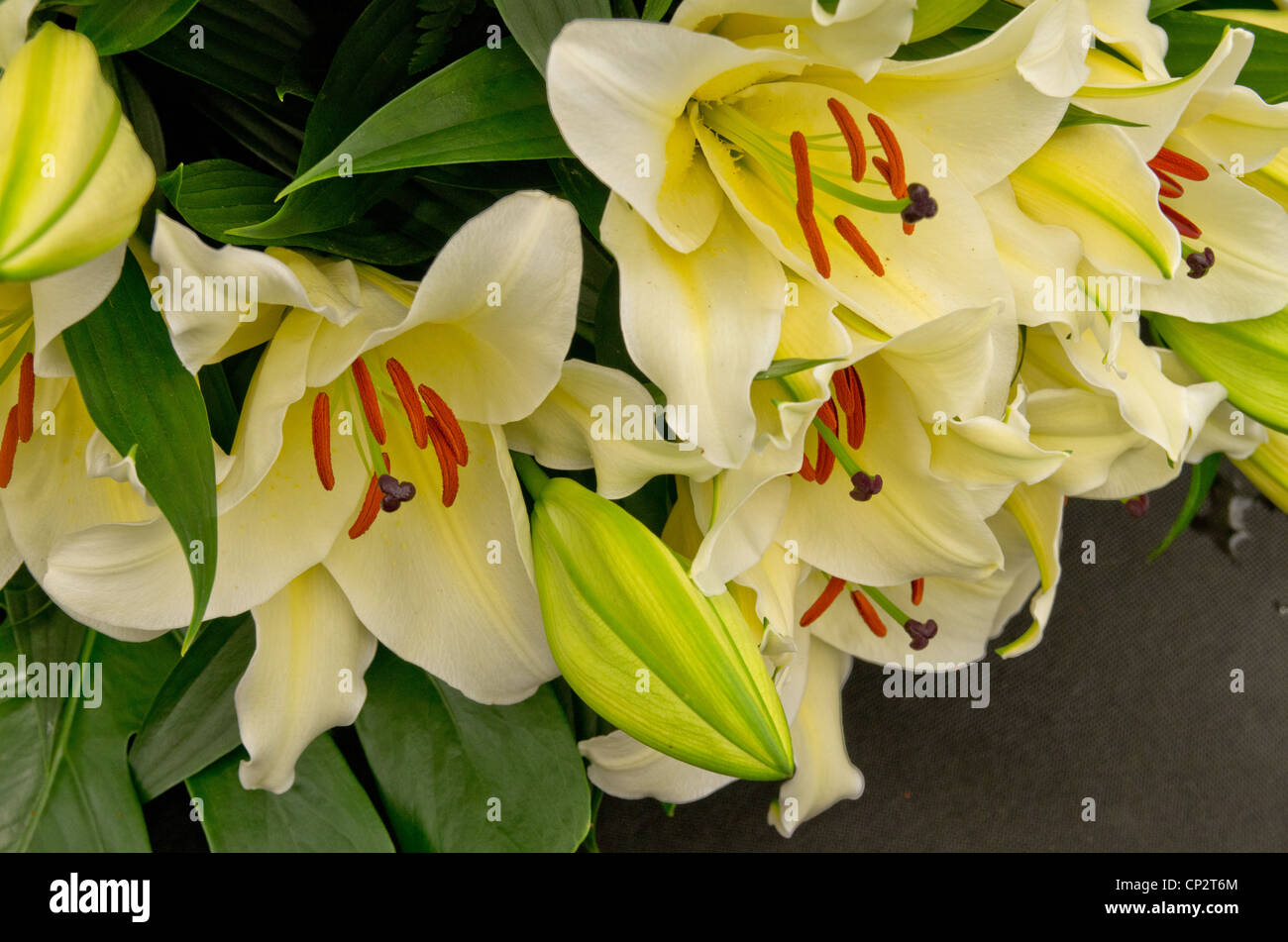 Pale yellow lily flower lilium hi-res stock photography and images - Alamy