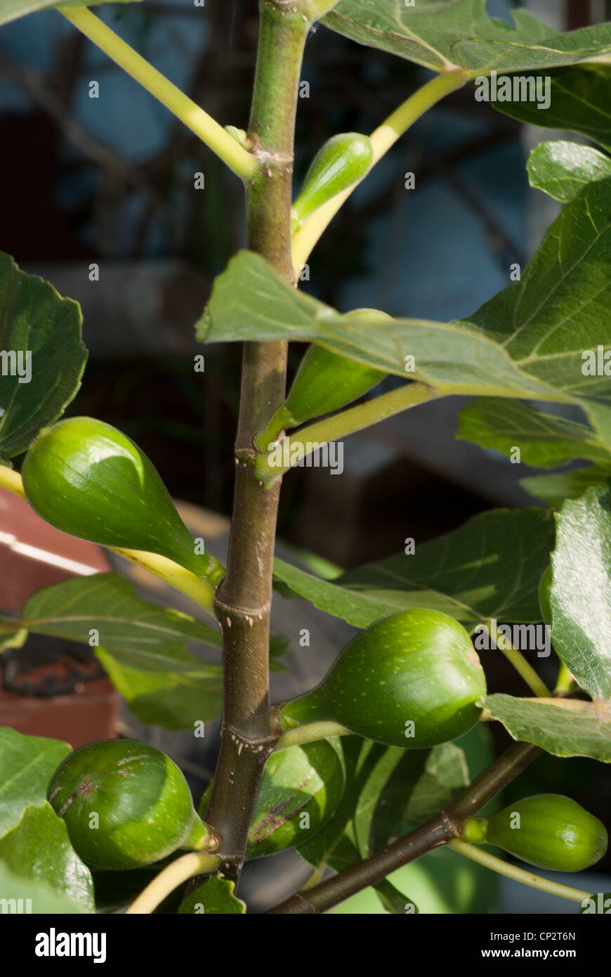 Common fig (Ficus carica) variety 'Brown Turkey' Stock Photo - Alamy