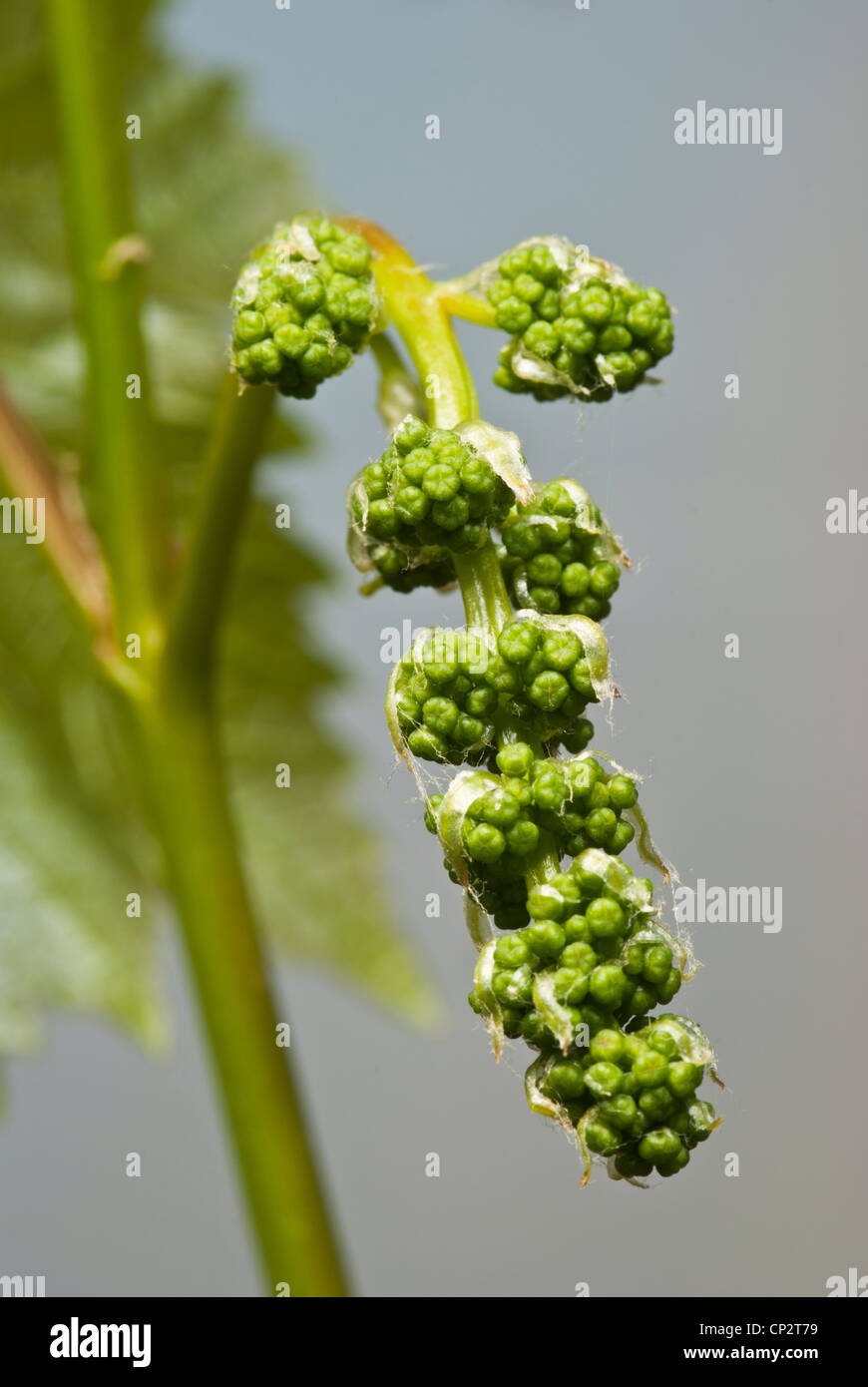Close up of clusters of forming flowers on a grape vine Stock Photo - Alamy