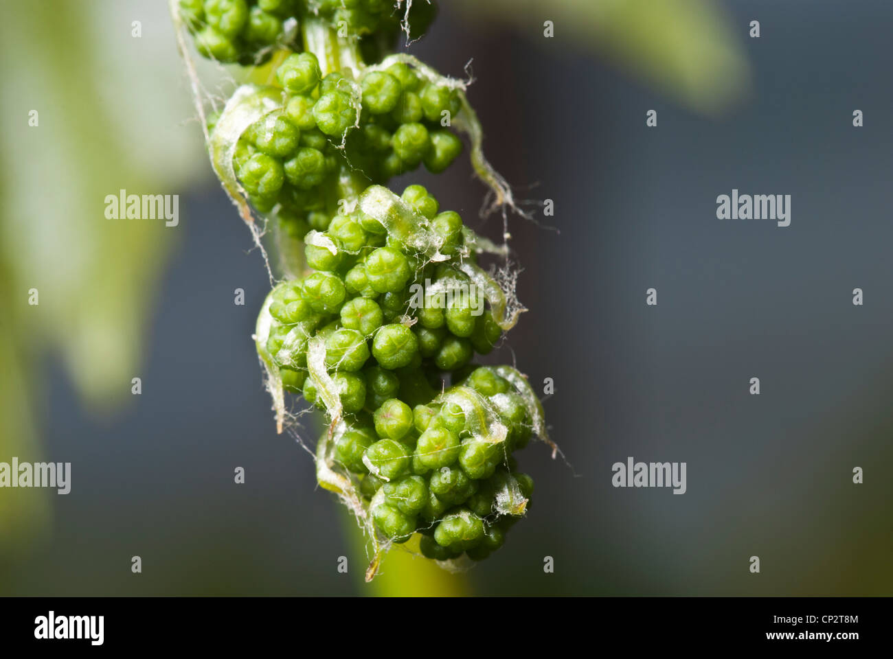 Close up of clusters of forming flowers on a grape vine Stock Photo - Alamy