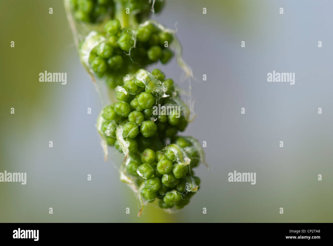 Close up of clusters of forming flowers on a grape vine Stock Photo - Alamy