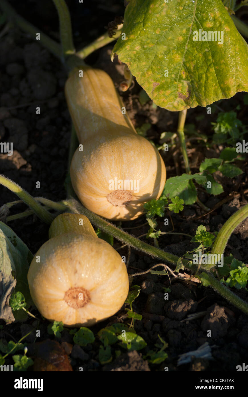 Butternut squash, Hunter, growing on the vine Stock Photo - Alamy