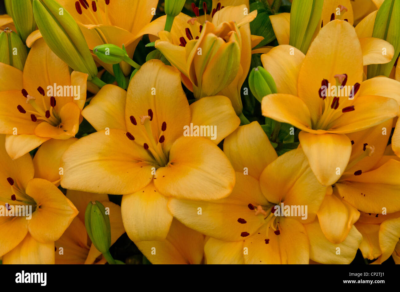 Anther of lily flower hi-res stock photography and images - Alamy