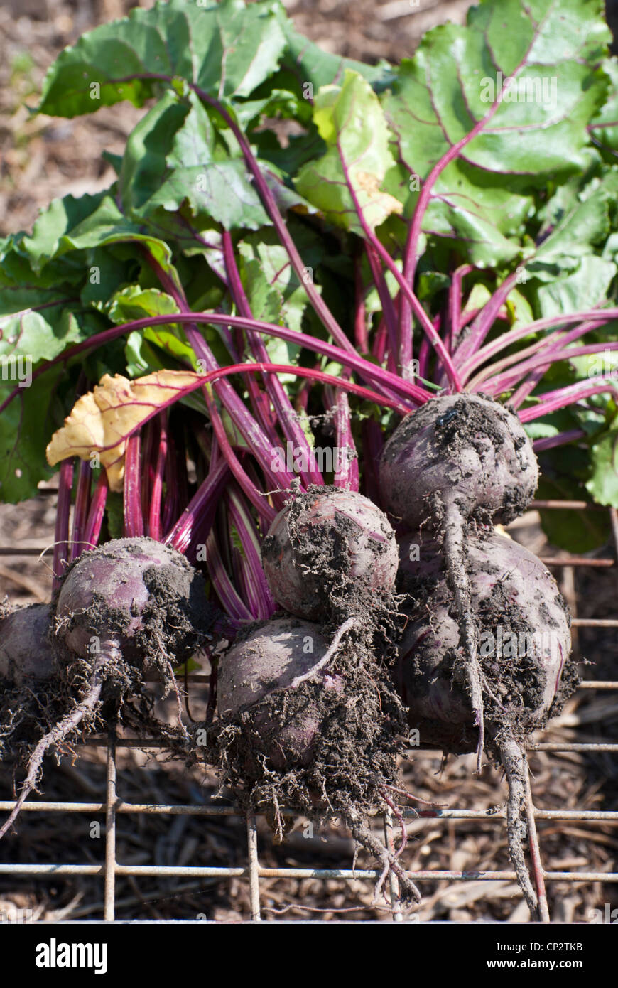 Beetroot drying on a wire shelf Stock Photo - Alamy