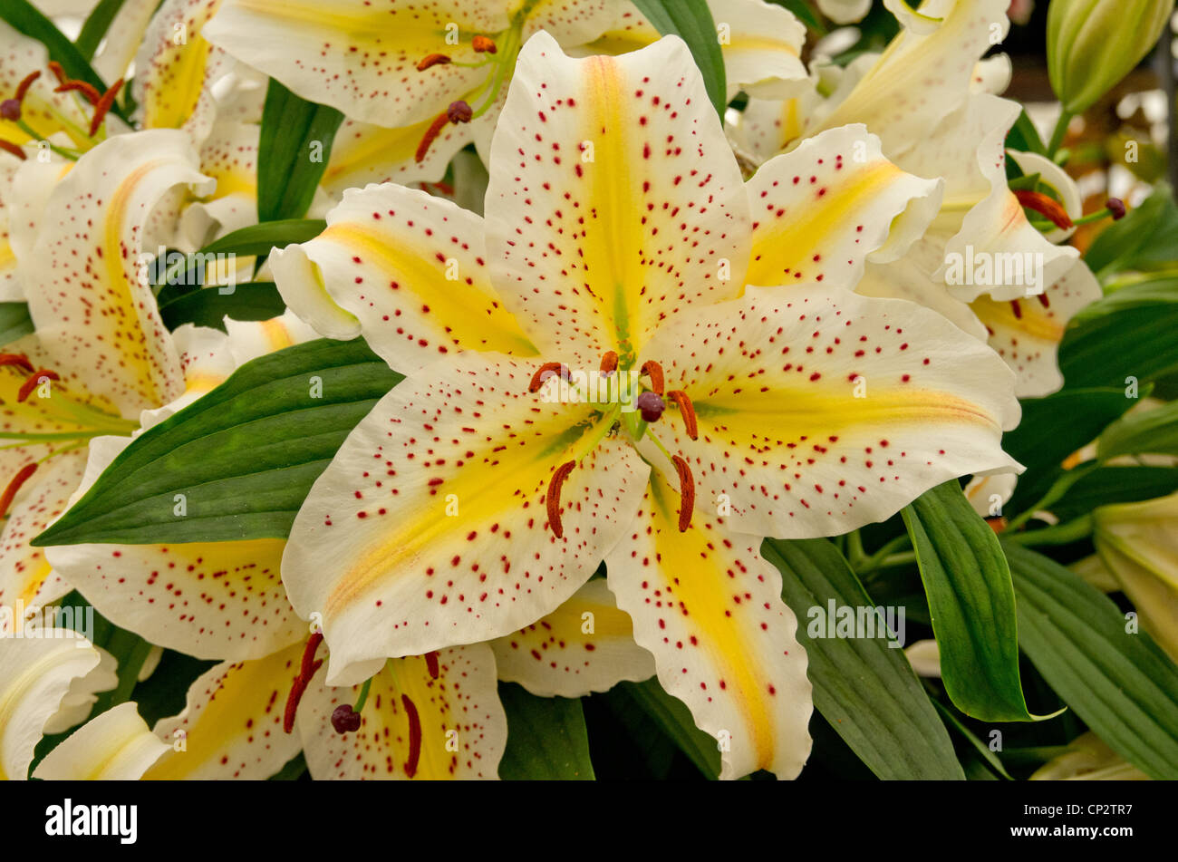 Lily Auratum Gold Band Stock Photo - Alamy