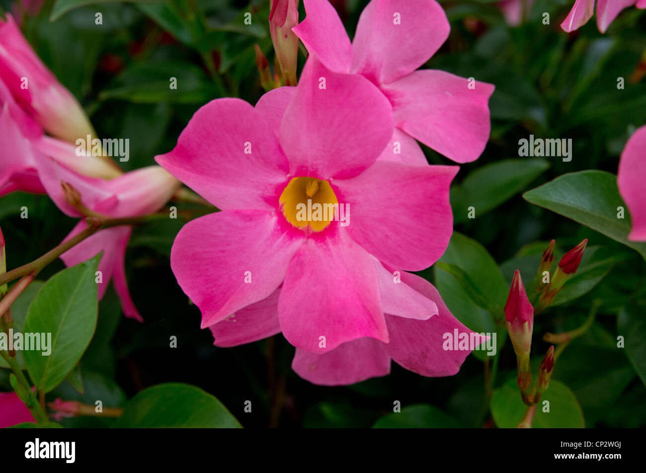 Mandevilla Sundaville Pretty Pink Stock Photo - Alamy