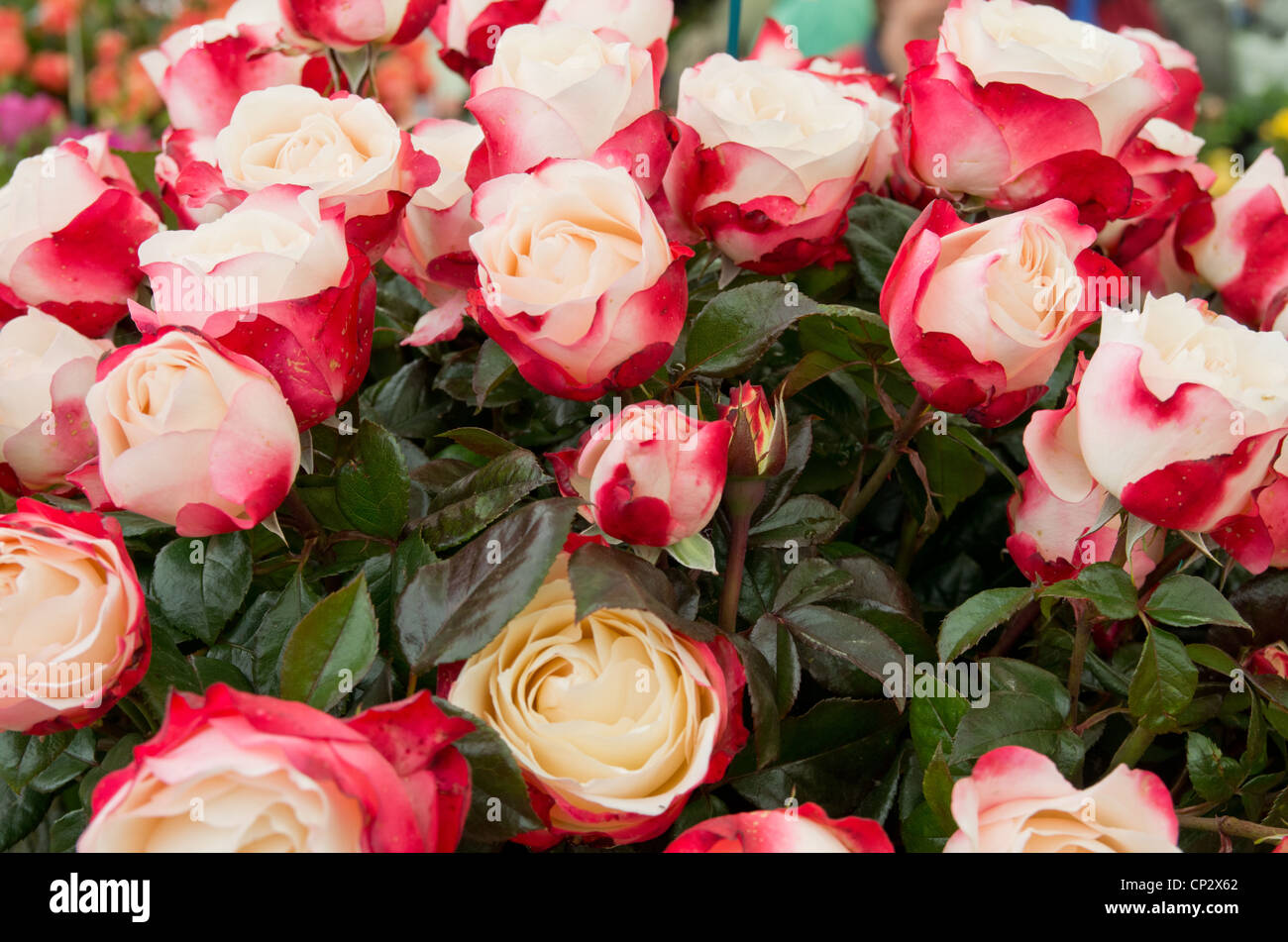 Spiral rose hi-res stock photography and images - Alamy