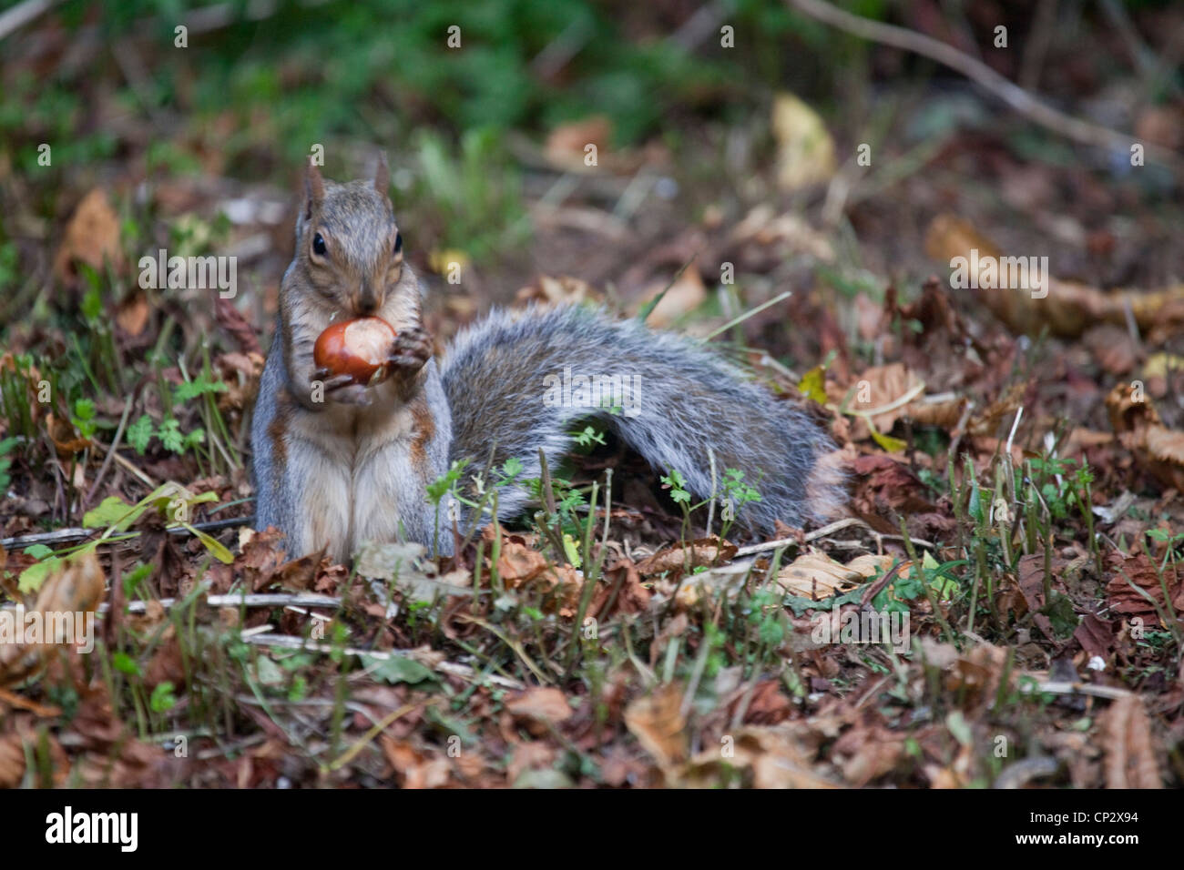 Grey Squirrel eating horse chestnut Stock Photo - Alamy