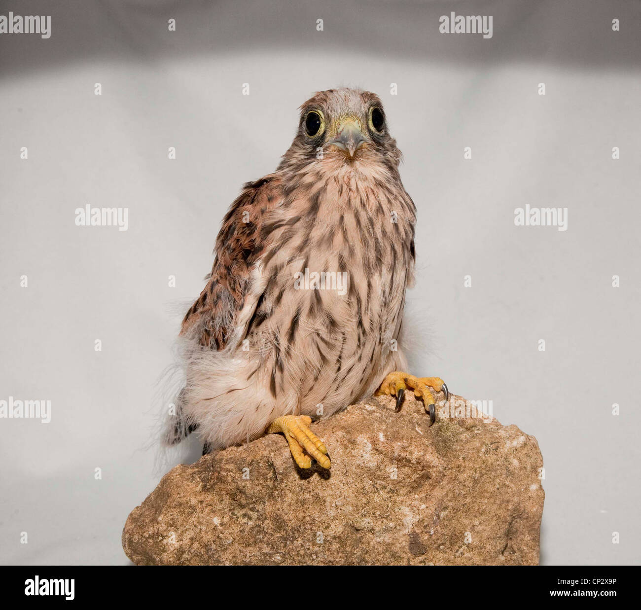 Common kestrel hi-res stock photography and images - Alamy